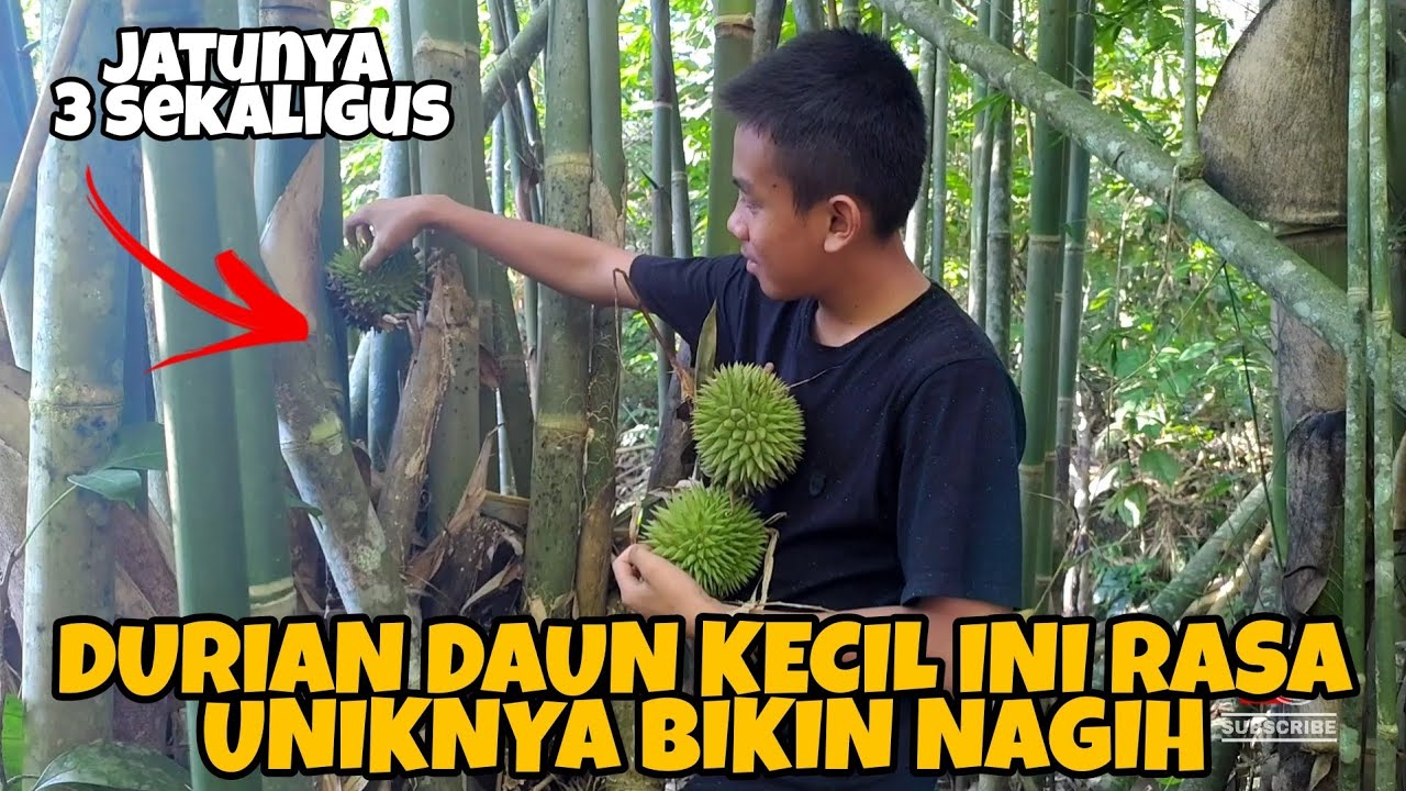 DURIAN DAUN (KELAWIT) INI BERBURUNYA BIKIN KETAGIHAN - JATUH TERUS ...