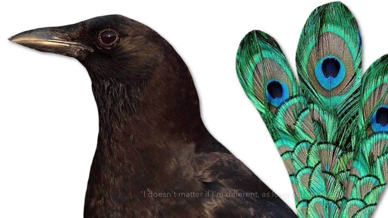 The crow and the peacock - YouTube