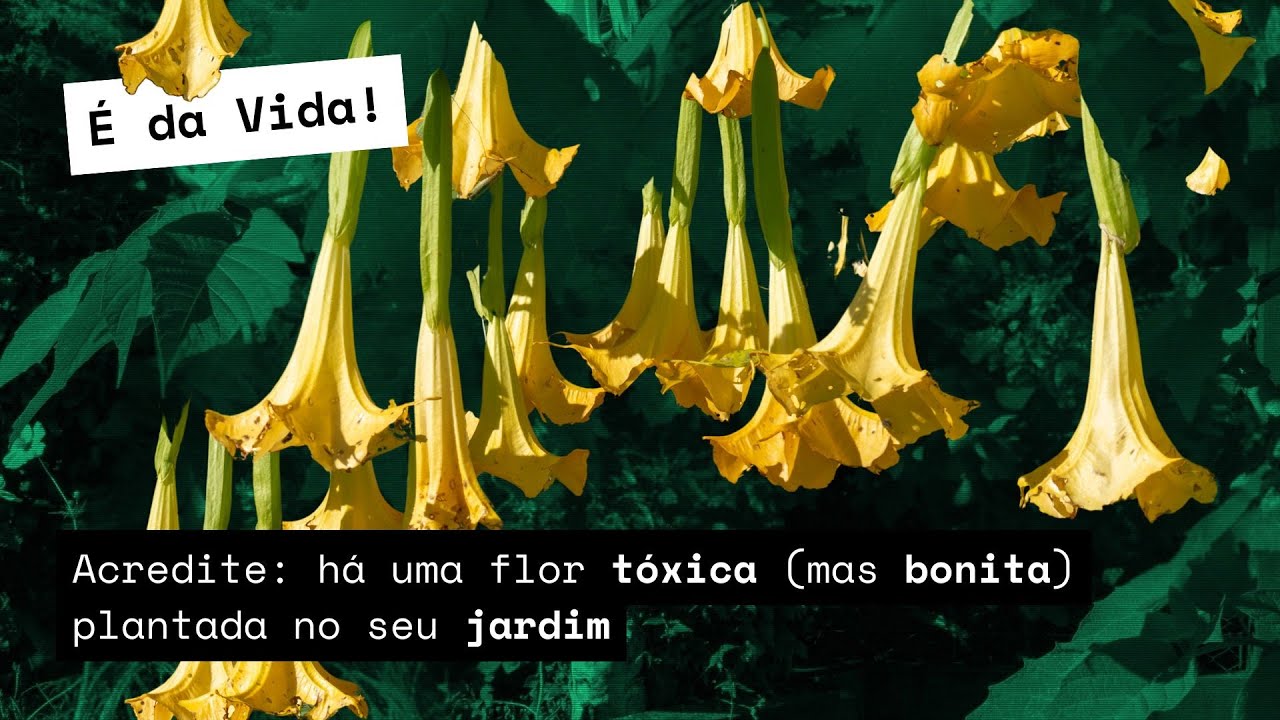 Acredite: há uma flor tóxica (mas bonita) plantada no seu jardim - YouTube