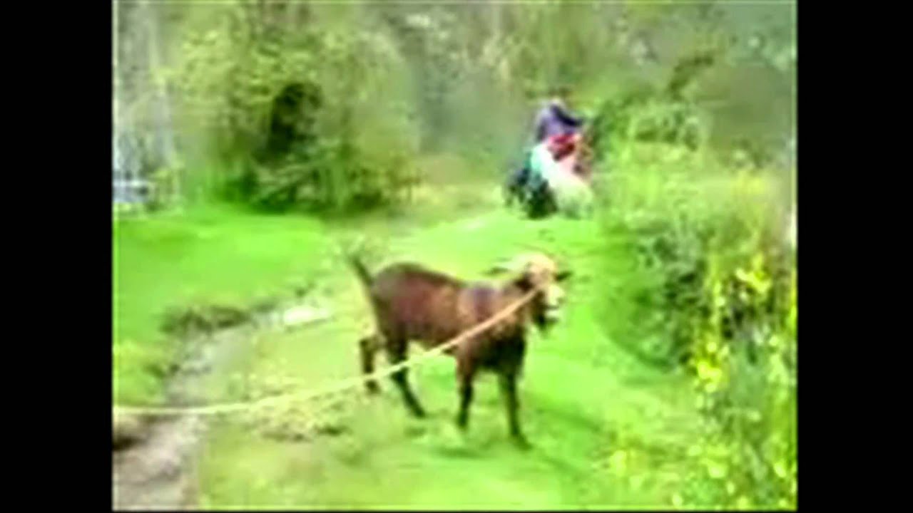 oprah and the yelling goat - YouTube