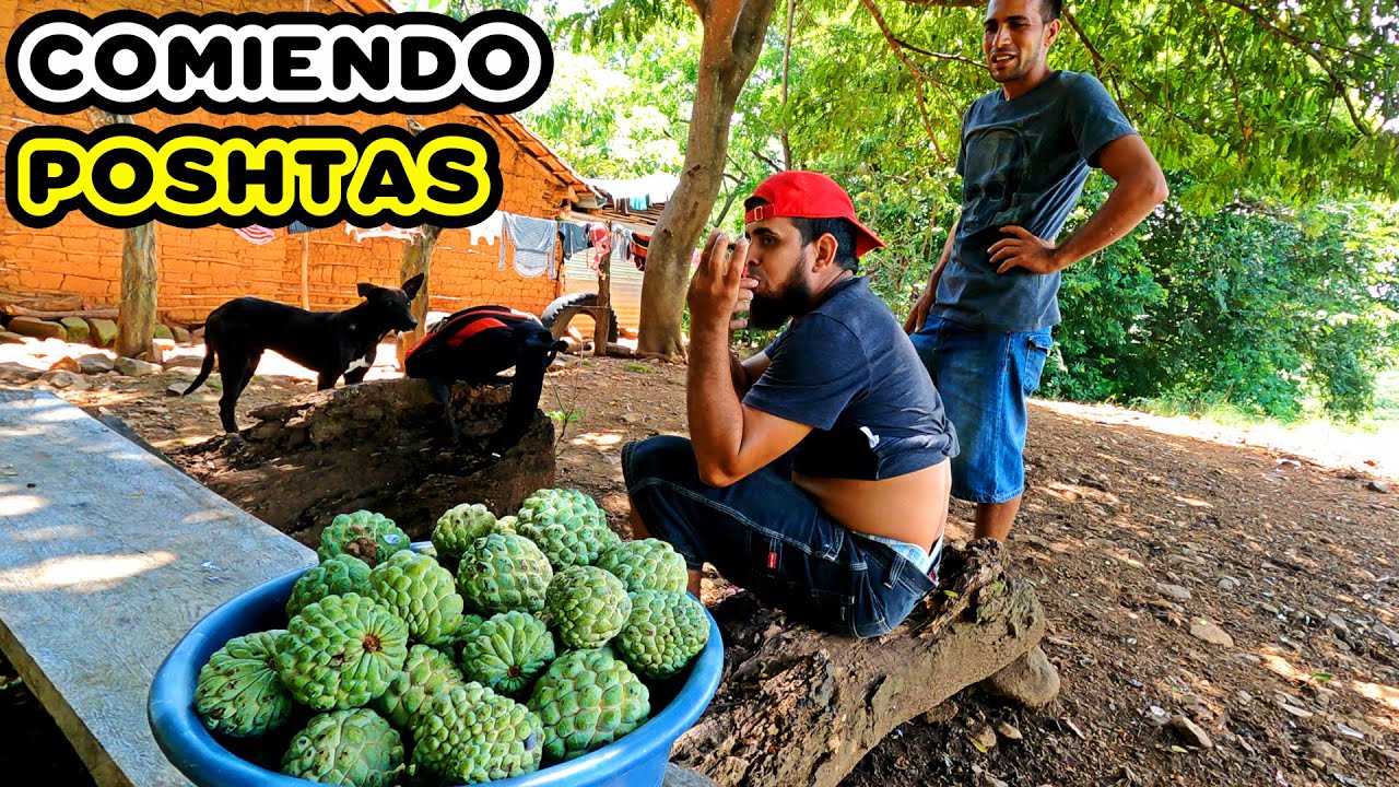 LA POSHTA FRUTA EXÓTICA EN EL SALVADOR! HAS COMIDO POSHTAS? CON QUE ...