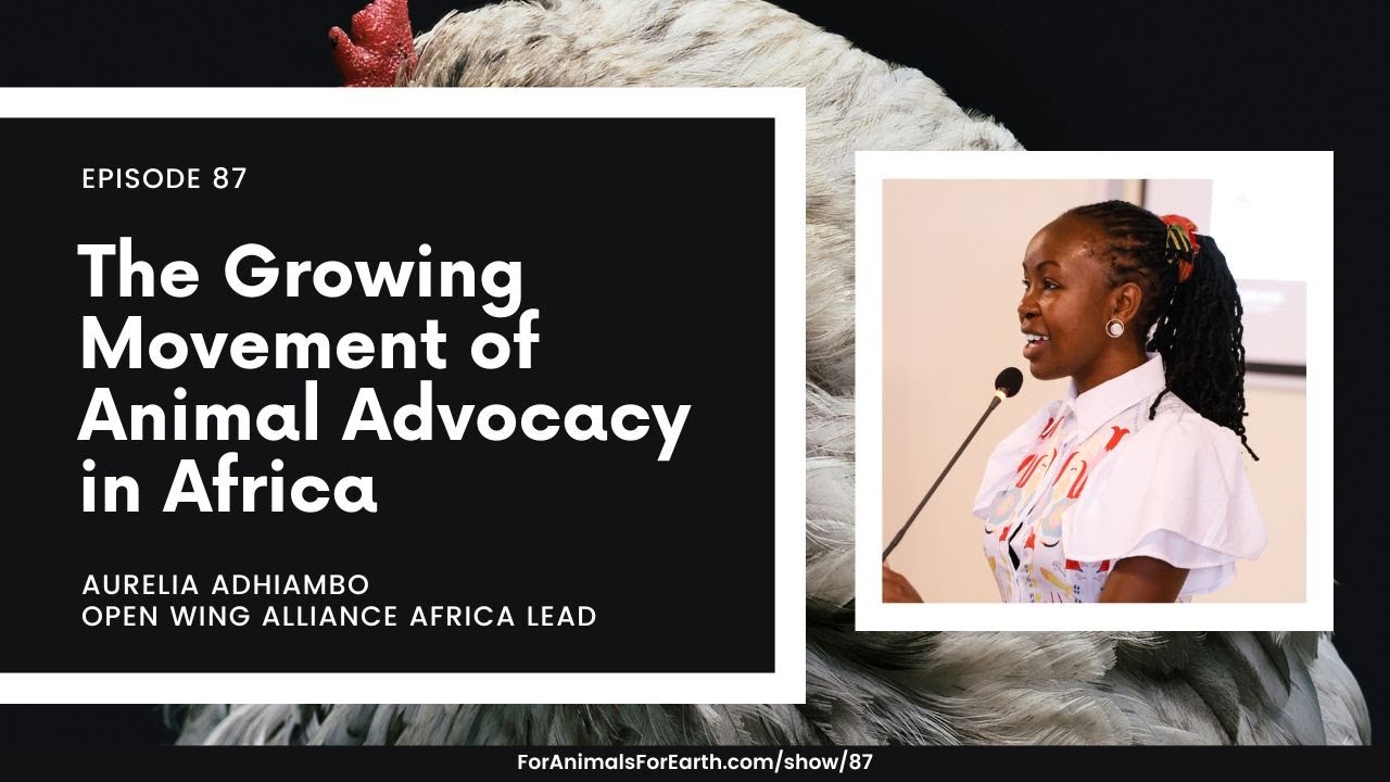 The Growing Animal Advocacy Movement in Africa with Aurelia Adhiambo ...