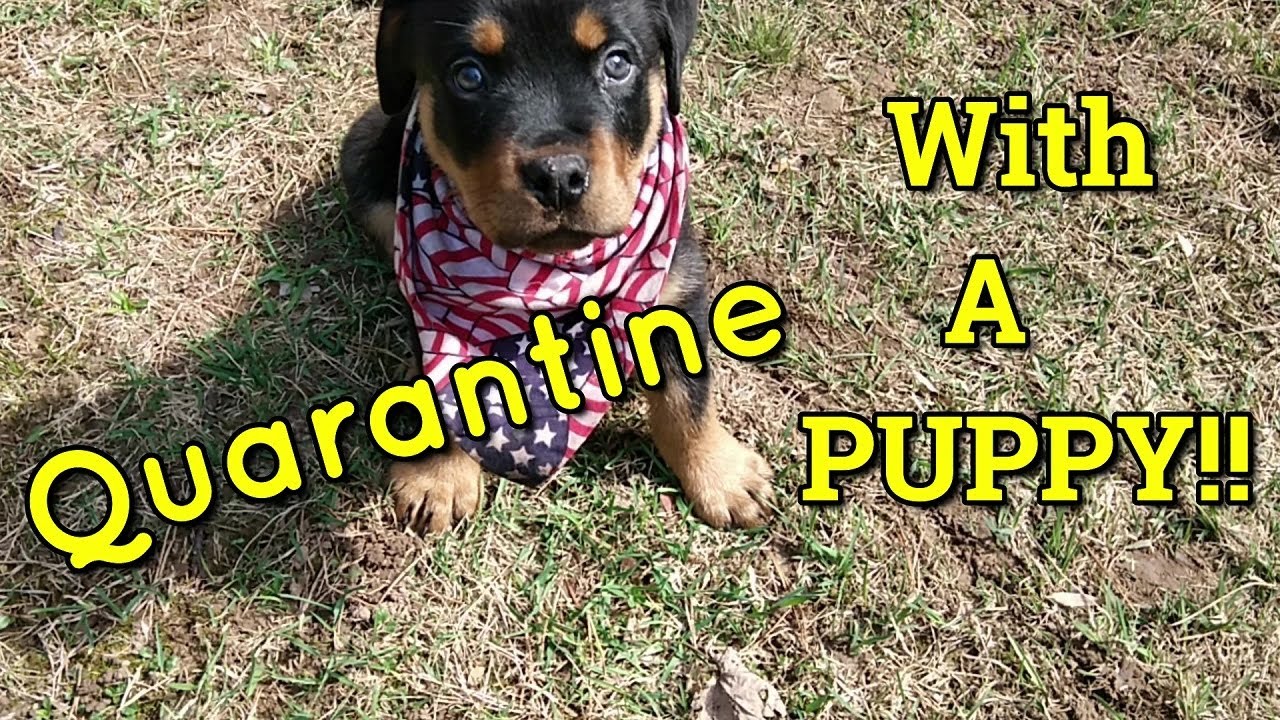 Puppies during Quarantine Cute Puppy Videos | Puppy Playing Cute ...
