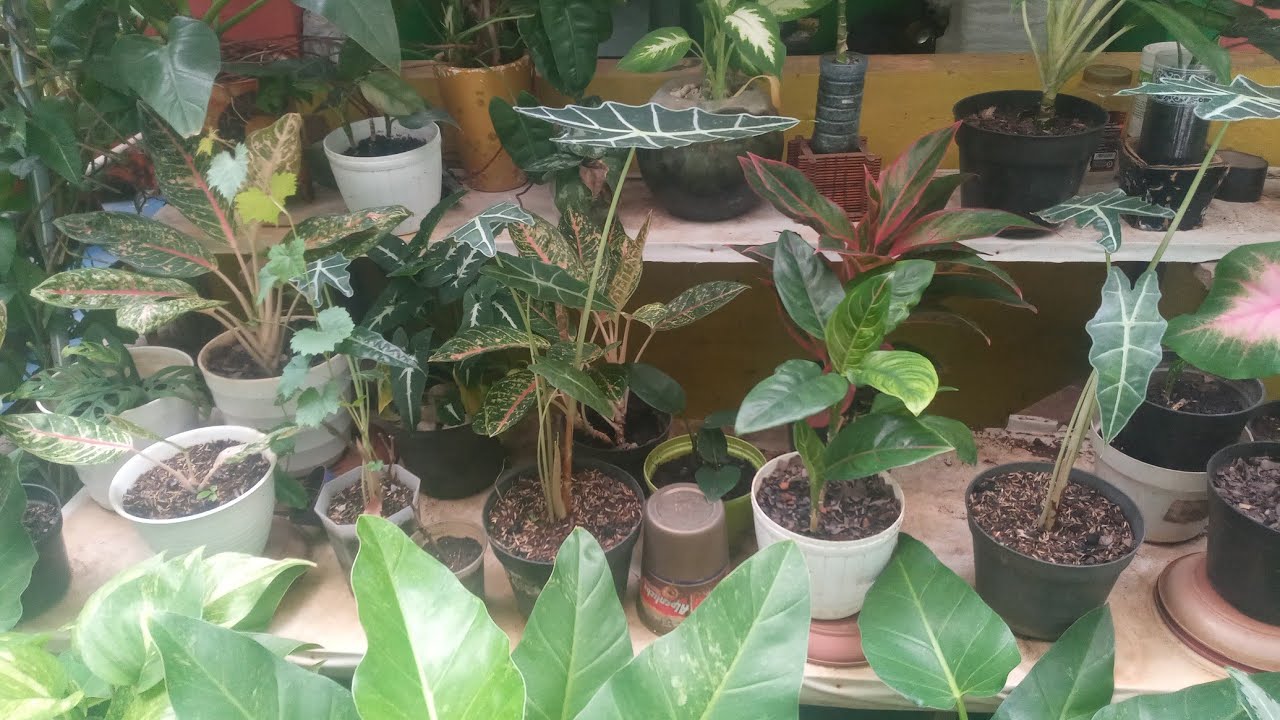 LIVE Cara Menata Tanaman.Hias|Belakang Sekolahan@ - YouTube