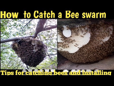 How to Catch a bee swarm and install with a brood comb| beekeeping at ...
