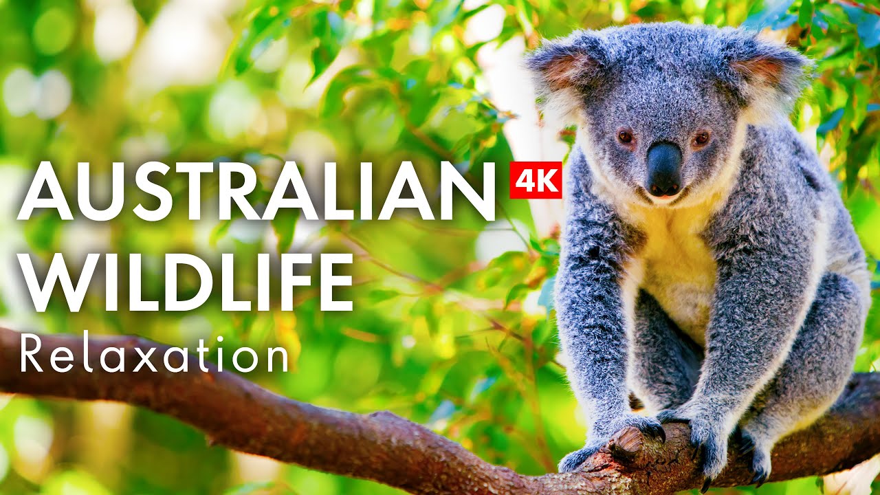 Australian Wildlife in 4K | Nature's Beauty - YouTube