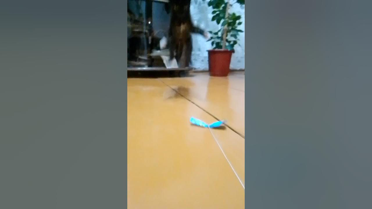 пельмешка - YouTube