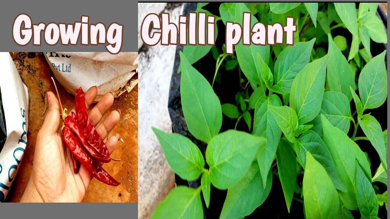 Growing Chilli plant from seed | Planting Chilli Seeds | பச்சை மிளகாய் ...