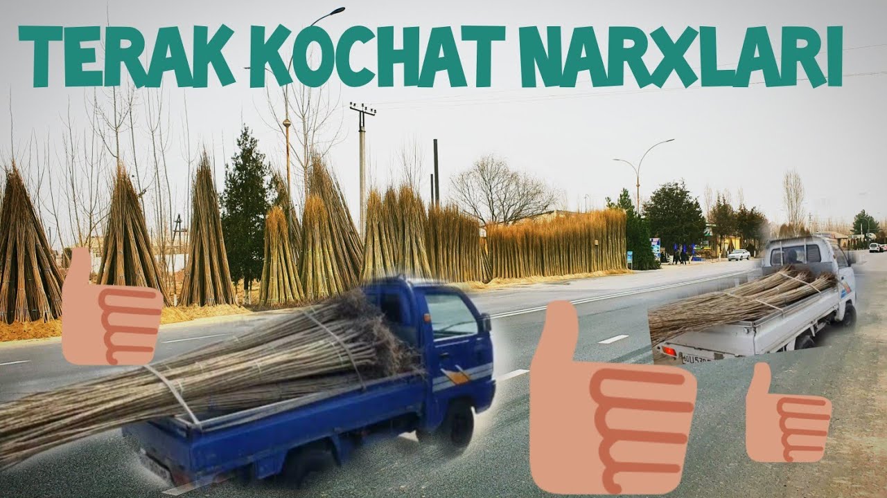 Terak Kochat Narxlari#2024 ☎️+998905821819 +998949124414#baraka #kochat ...
