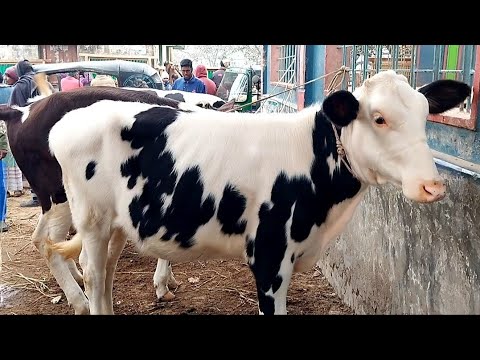 নতুন বছরে প্রথম হাটে সুন্দর সুন্দর ফ্রিজিয়ান বকনা বাজার টা অনেক কম ...