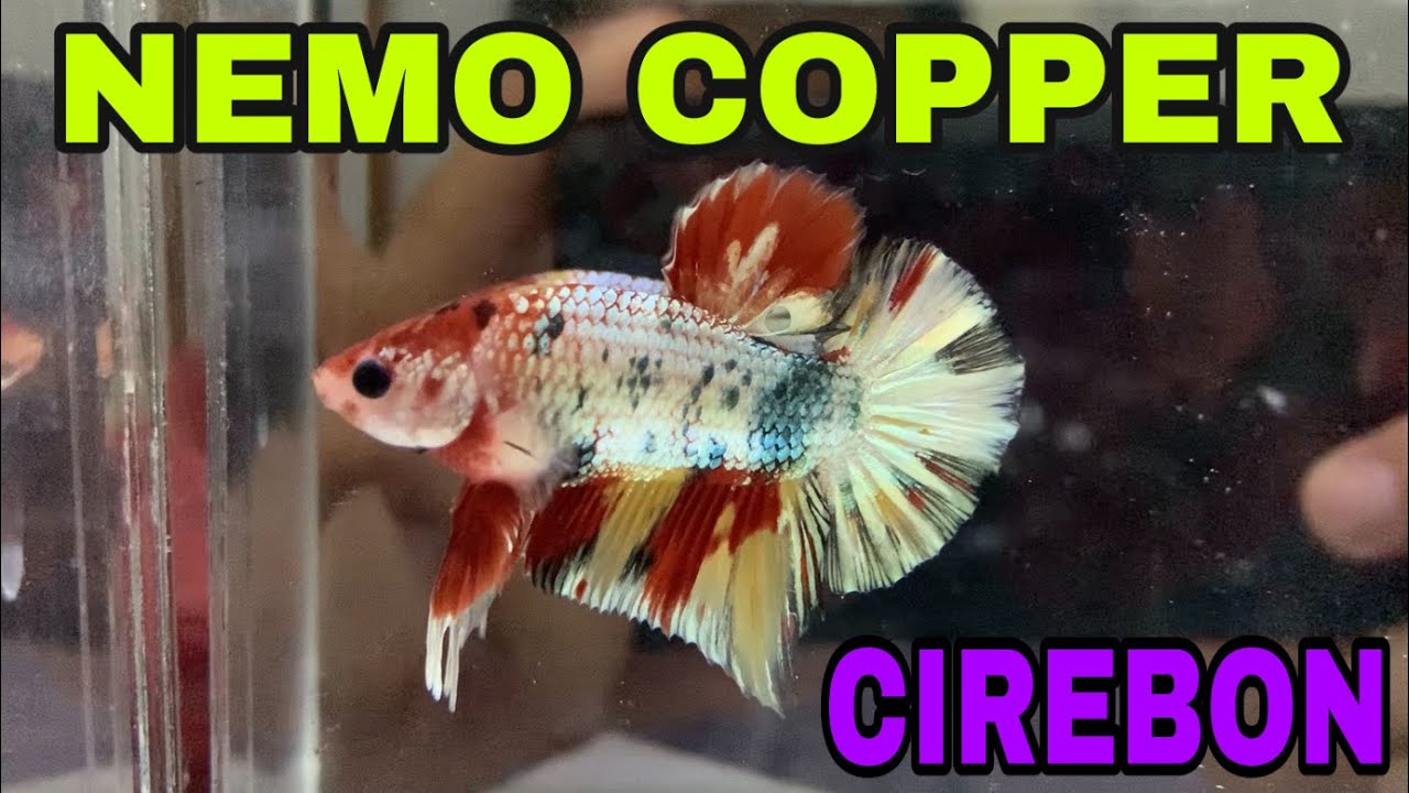 SPESIALIS NEMO COPPER DI KOTA CIREBON - YouTube