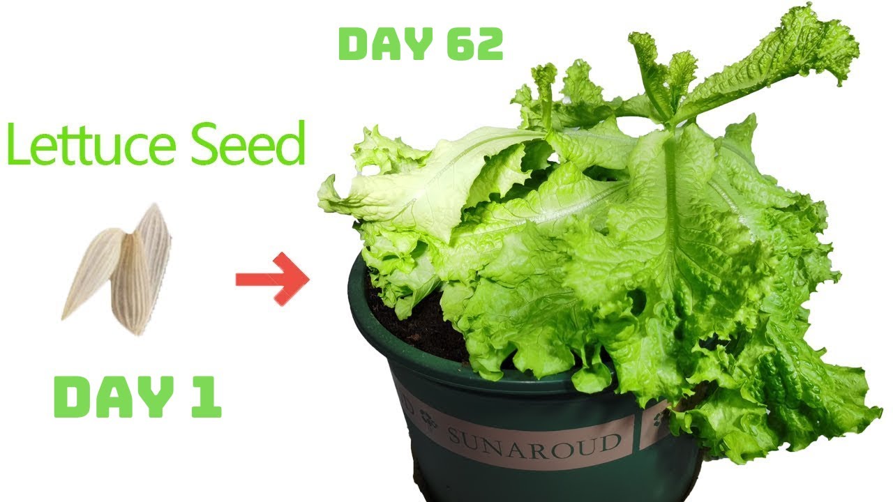 62 Days of Growing Lettuce Captured in Stunning Time-lapse - YouTube