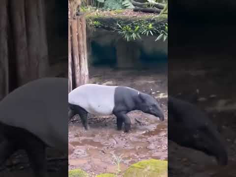 Tapir #animals malayan#tapir #short
