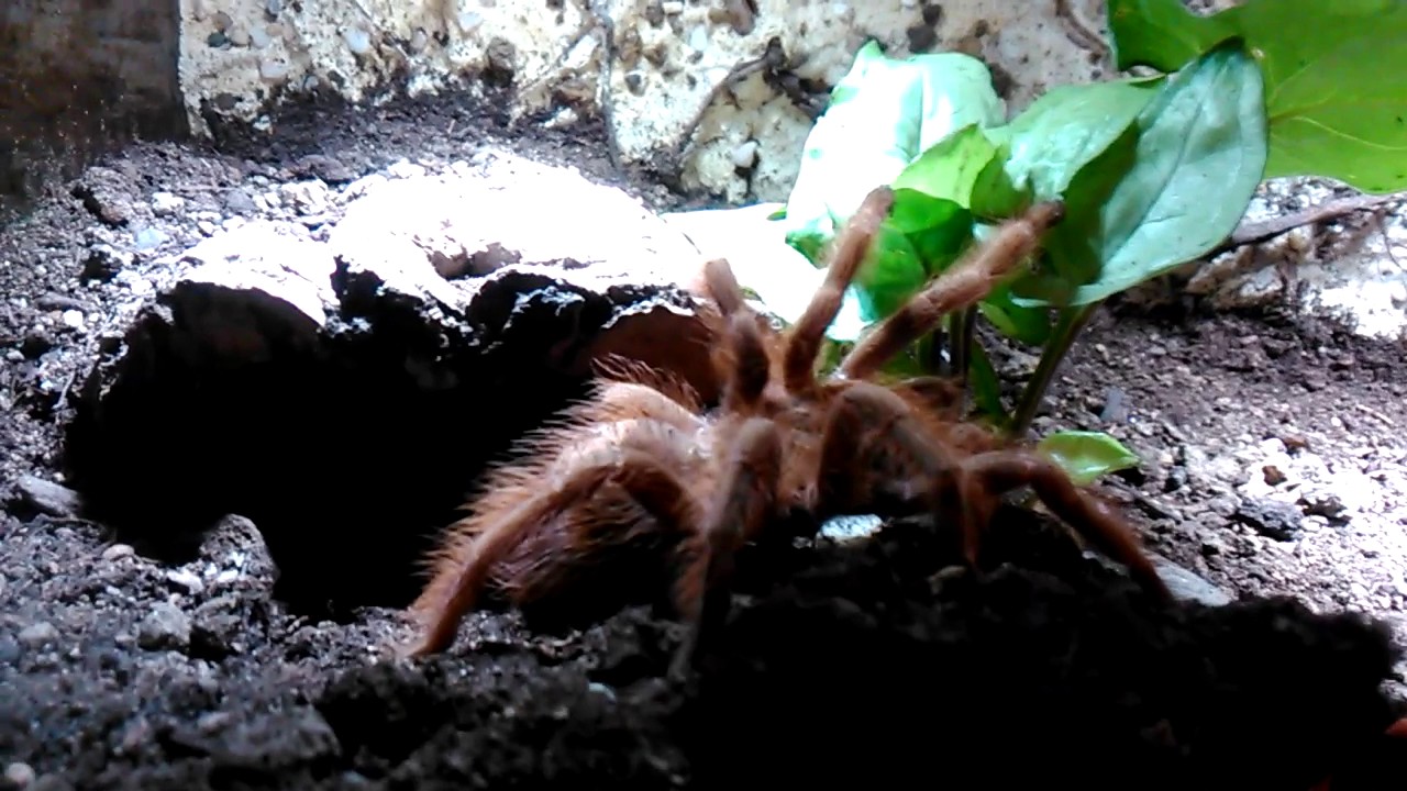 "Nhandu tripepii" Terrarium - YouTube