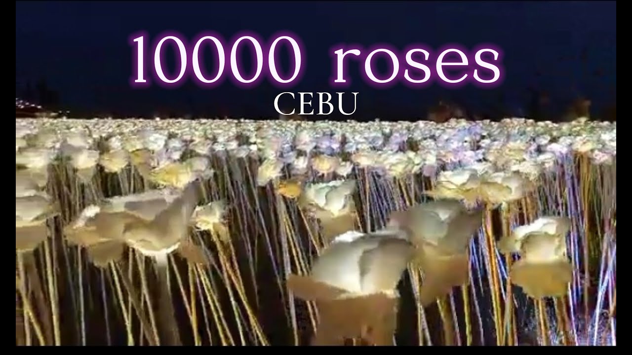 Thousands of Roses CEBU CITY #fyp #fypシ - YouTube