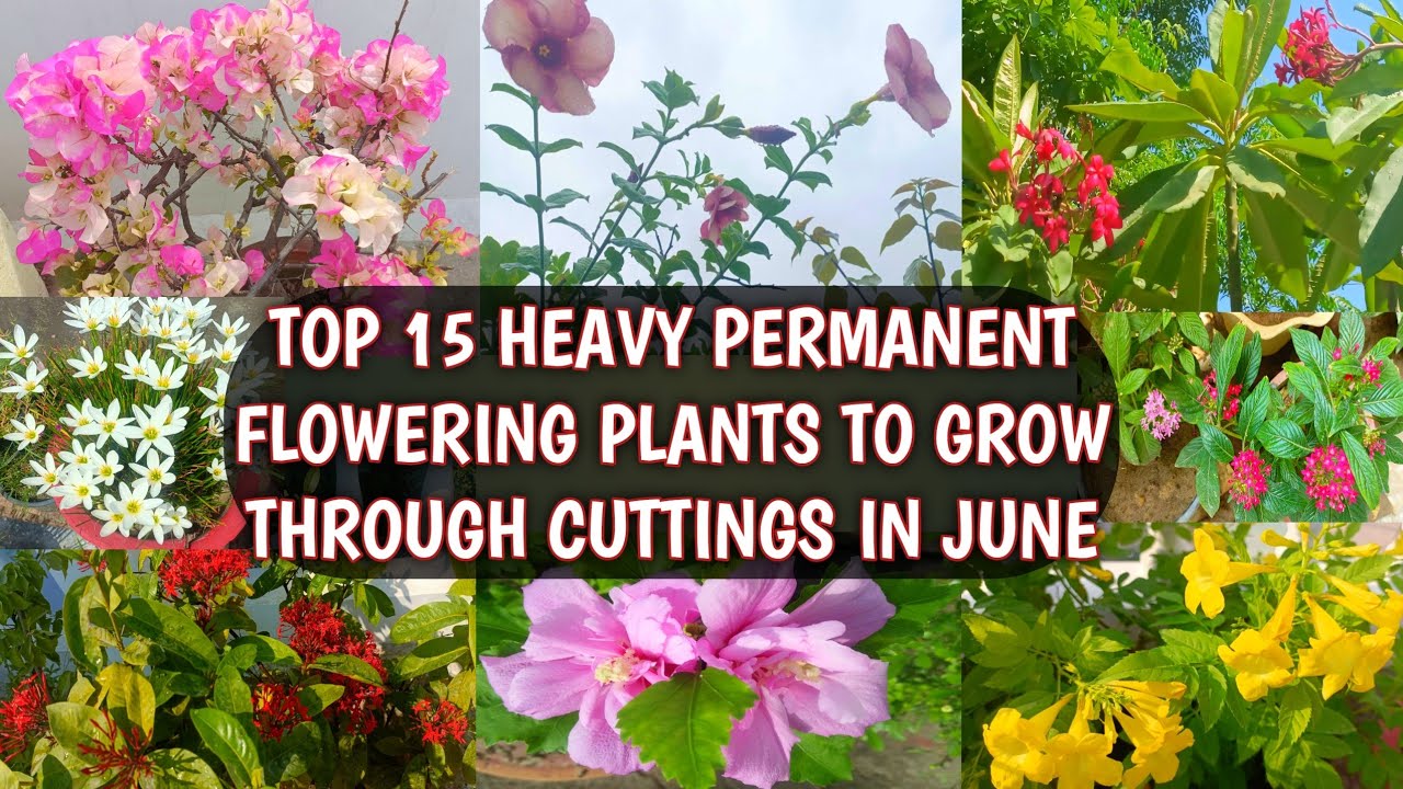 TOP 15 HEAVY PERMANENT FLOWERING PLANTS TO GROW THROUGH CUTTINGS IN ...