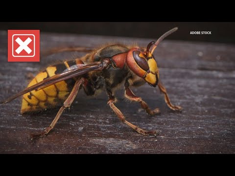 Do I Need To Report European Hornets