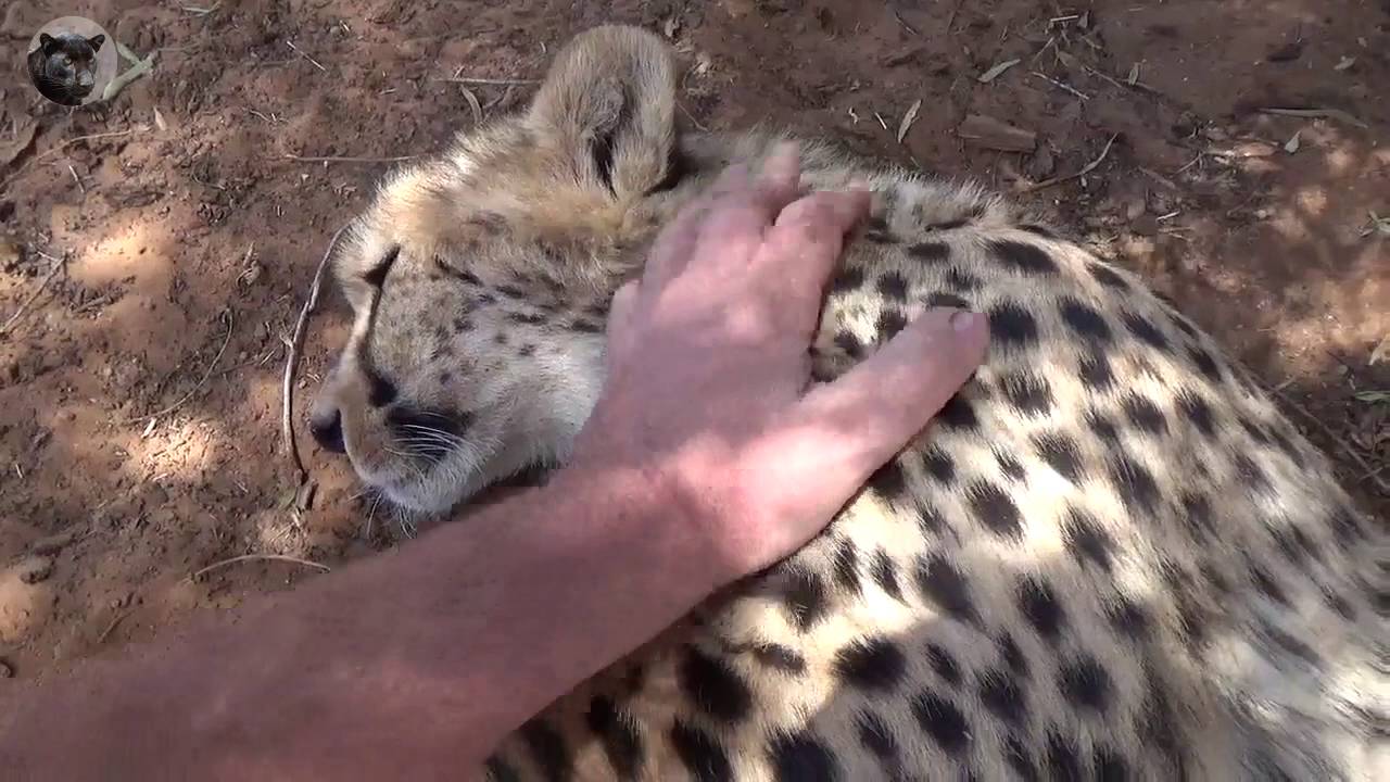 young cheetah purring - YouTube