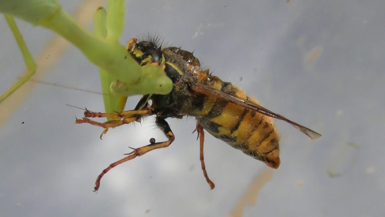 One armed Preying Mantis eating a wasp - YouTube