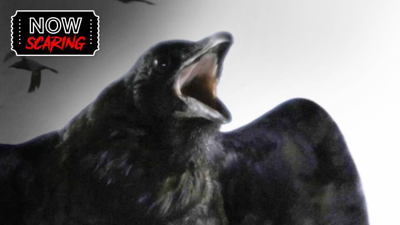 Kaw | Just A Bird - YouTube