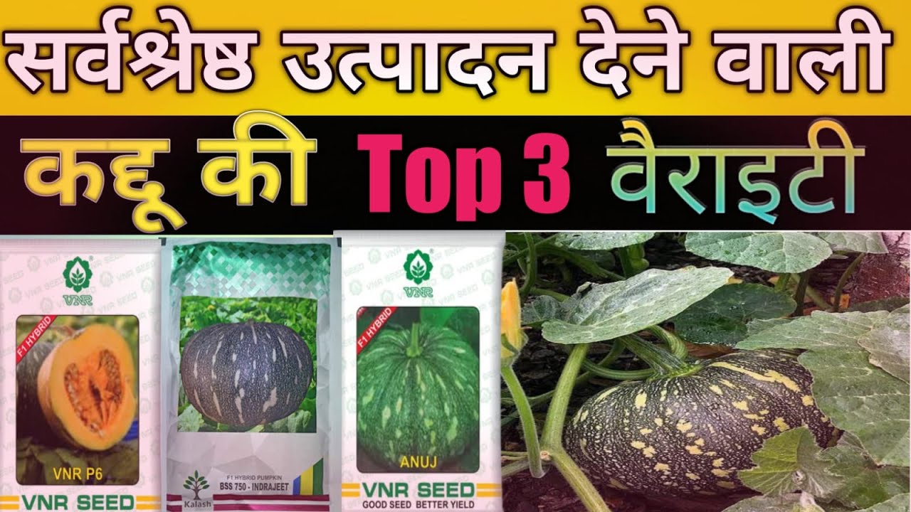 कद्दू की 3 उन्नत किस्में | kaddu ki hybrid variety | pumpkin farming ...