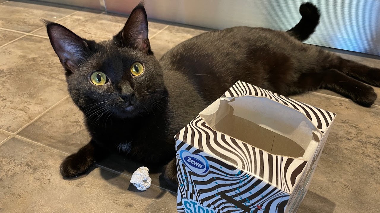 Super clever cat Mia puts a paper ball in an empty tissue box - YouTube