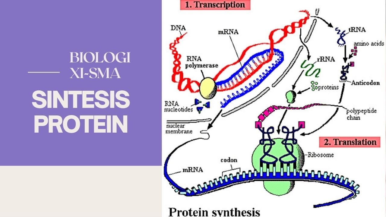 SINTESIS PROTEIN PADA SEL PROKARIOTIK DAN EUKARIOTIK - YouTube