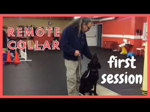 Remote Collar first session, Periscope How To