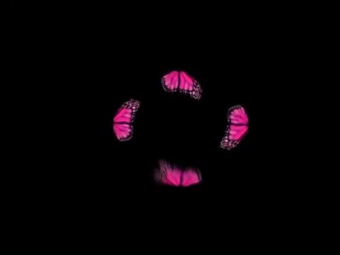 butterfly hologram - screen up Pyramid Hologram 3D [4k] - YouTube
