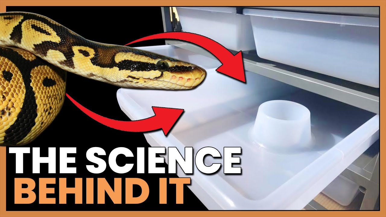 Why Some Think Ball Pythons Do Better In Racks - YouTube