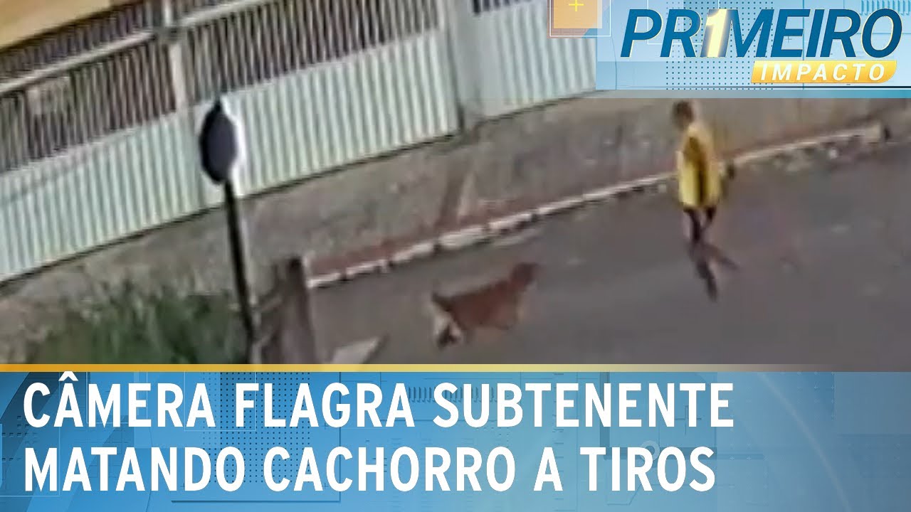 Câmera registra subtenente da PM matando cachorro a tiros | Primeiro Impacto (15/09/23) - YouTube