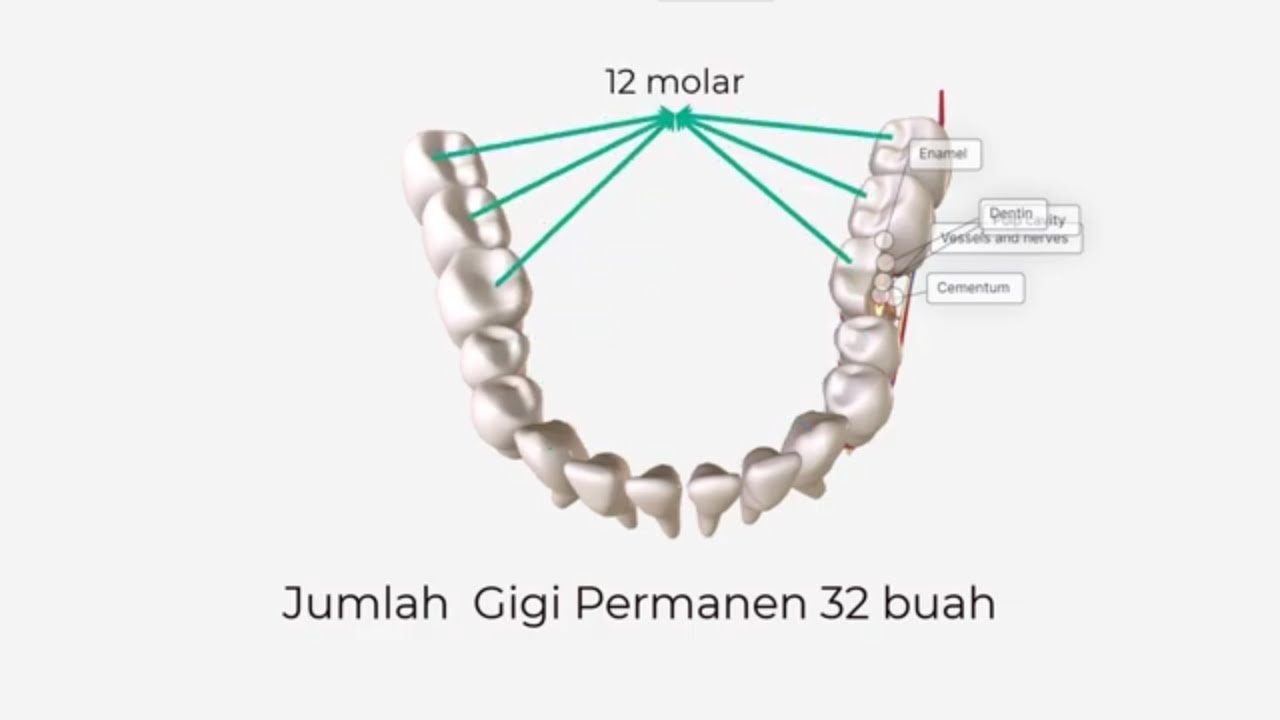 JENIS-JENIS GIGI - YouTube