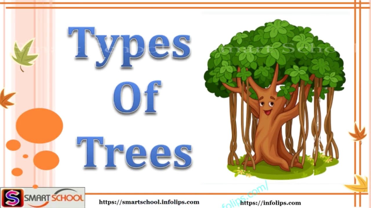 Types Of Trees By Smart School 1st Standard Science Lesson Types Of Types Of Trees By Smart School 1st Standard Science Lesson Types Of