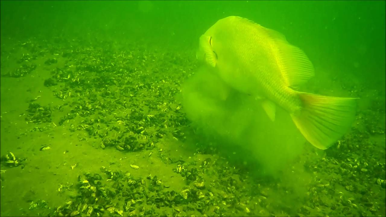 Sheep Head Eating Zebra Muscles 2016 Aug 27 - YouTube