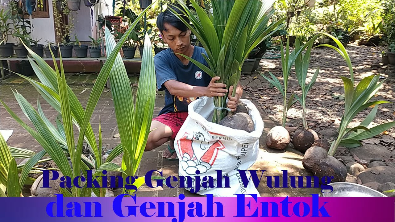 Kirim Bibit Kelapa Genjah Wulung dan Entok - YouTube