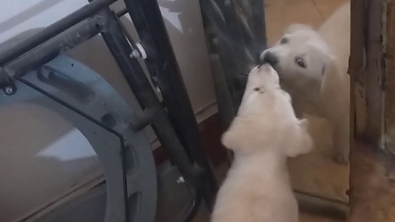 rufo ke masti | Labrador retriever - YouTube
