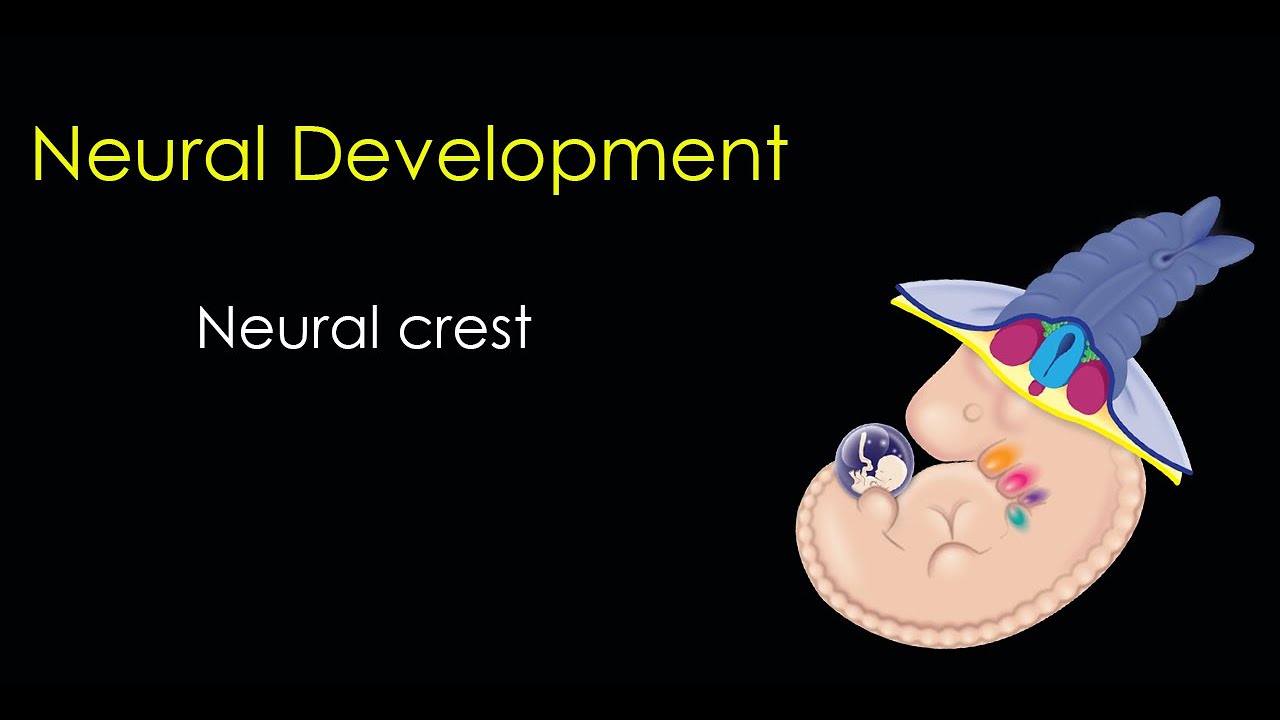 Nervous System Development Part 3: The Neural Crest - YouTube