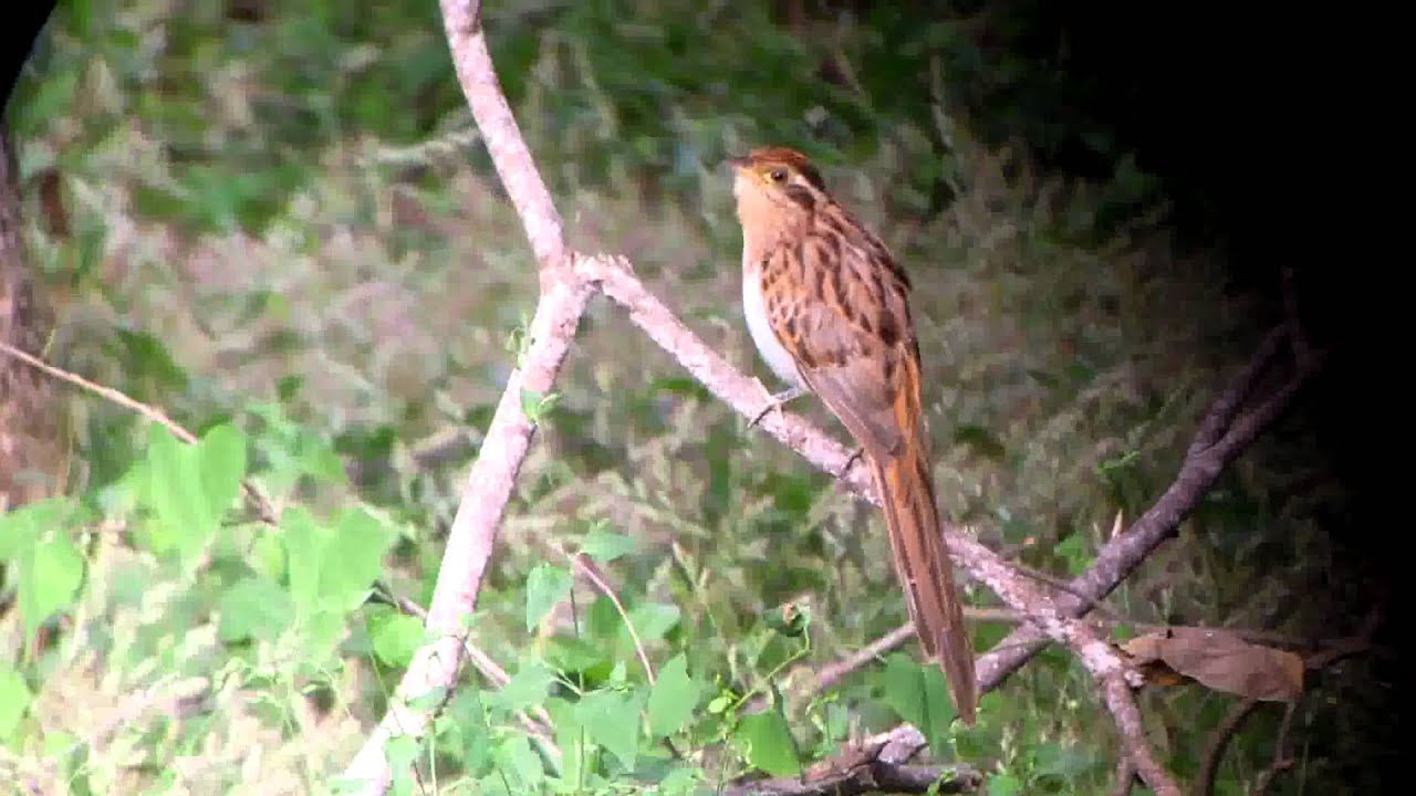 Striped Cuckoo, Costa Rica - YouTube