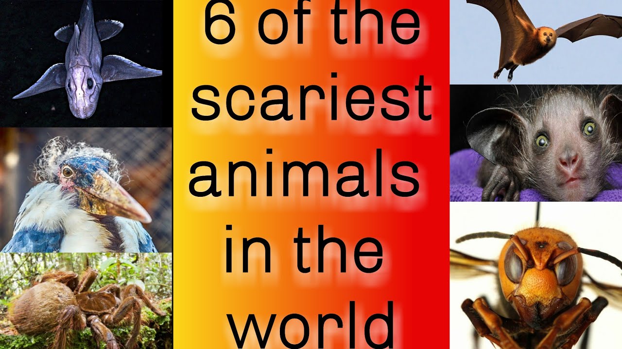 "The 6 Scariest Animals of the World: Fighting Terror in the World of ...