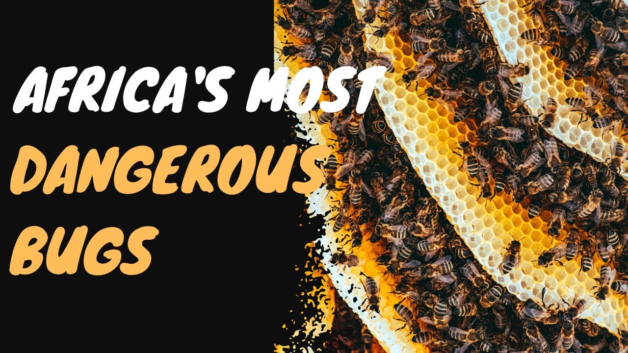 Most Dangerous Bugs In Africa. - YouTube