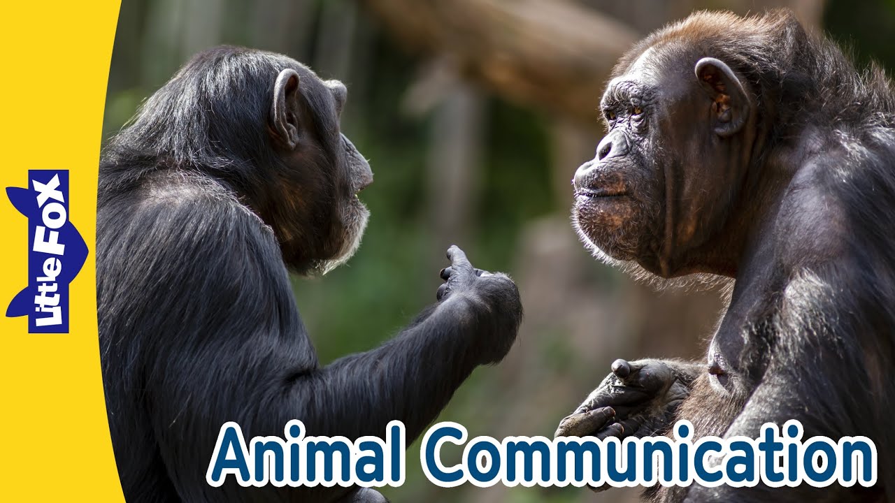 Animal Communication: Sounds, Colors, and Signals | How Animals Talk ...