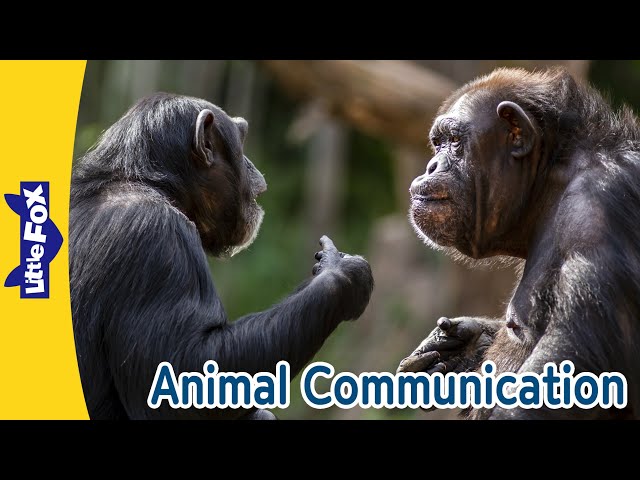 Animal Communication: Sounds, Colors, and Signals | How Animals Talk ...