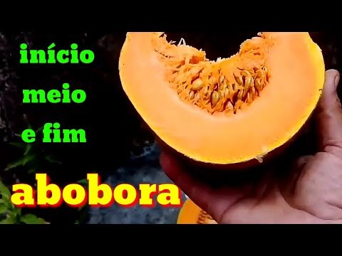 Como plantar abobora completo