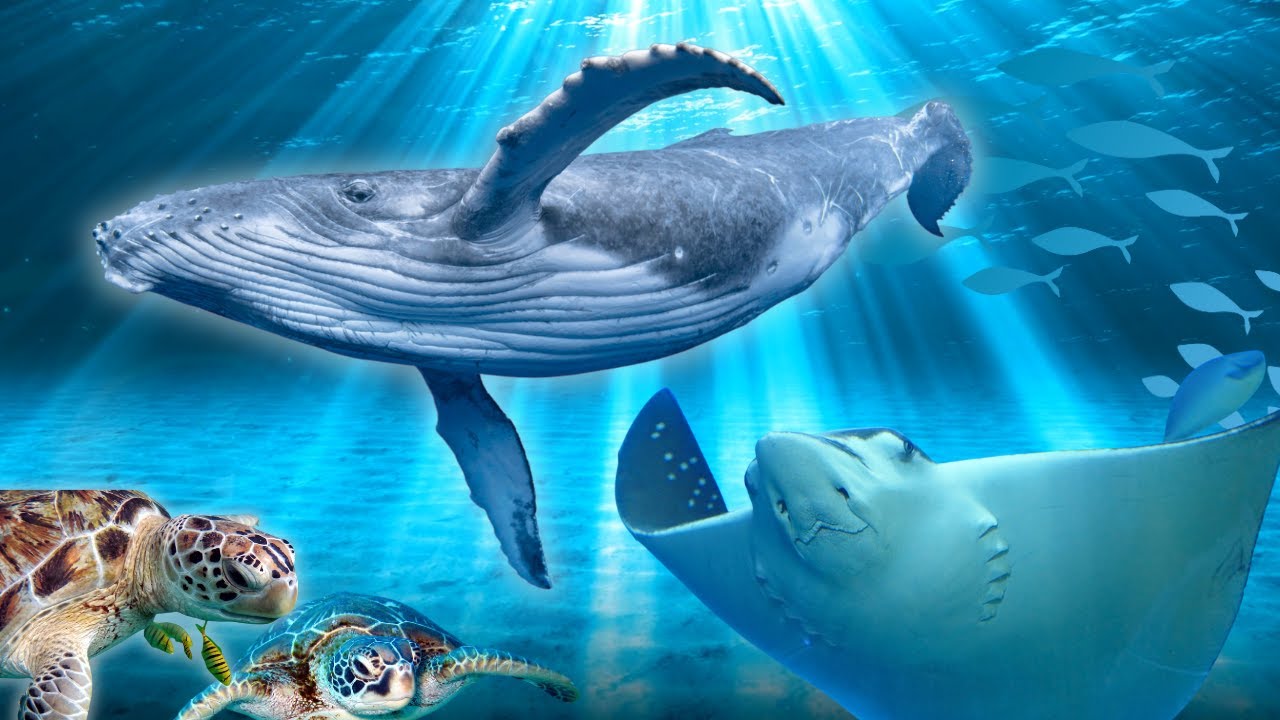 Sea World Deep Water Animals Relaxing Sounds, Love Animals - YouTube