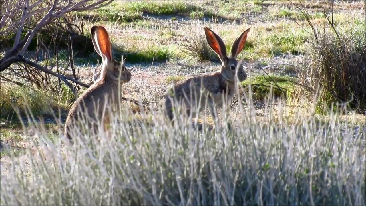 Blacktailed jackrabbits brief mating chase, boxing, and a couple leap ...