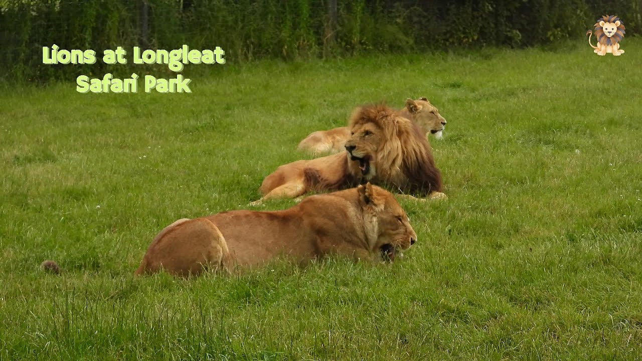 Lions at Longleat Safari Park - YouTube