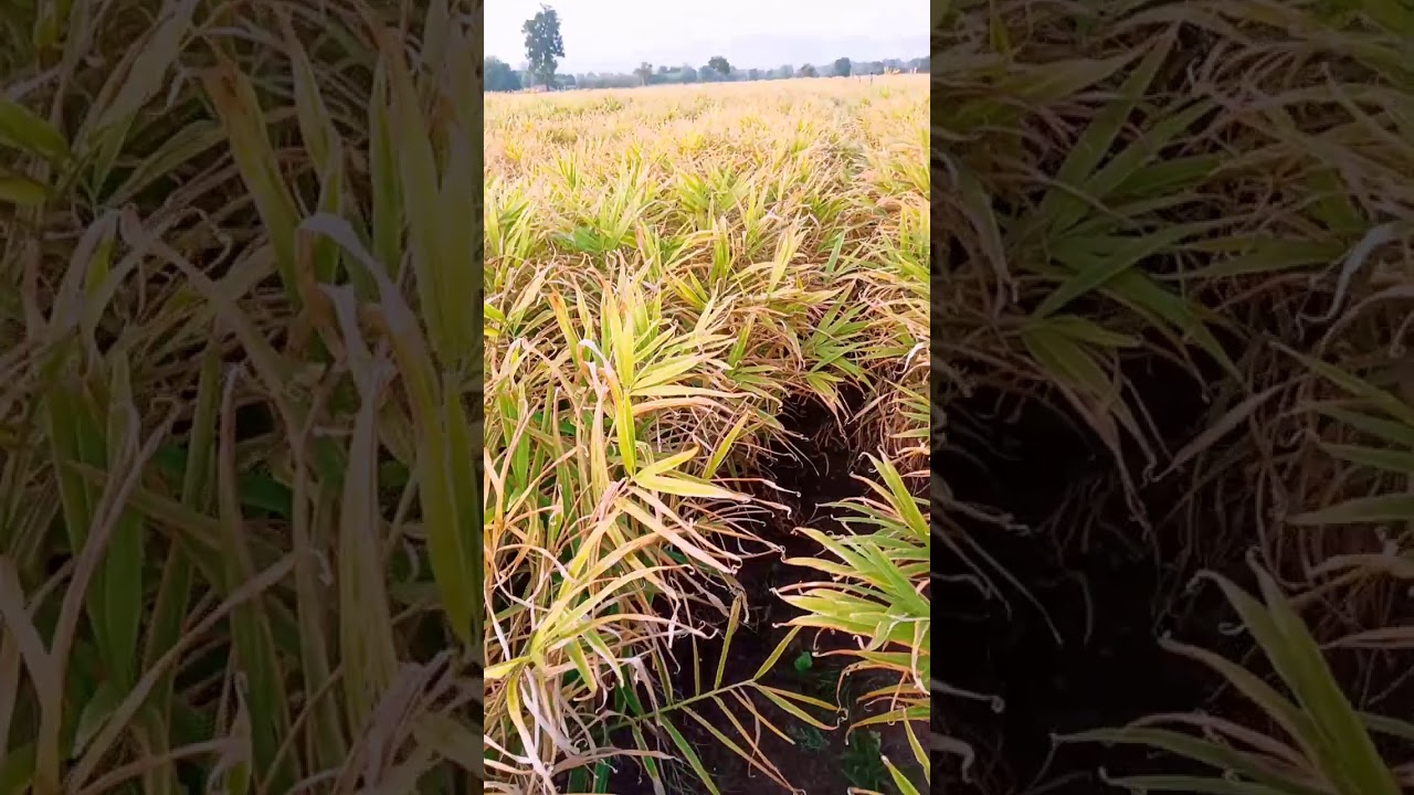 Paragon drip @mini sprinkler system ginger(ale) plot1acre10-15lackh ...