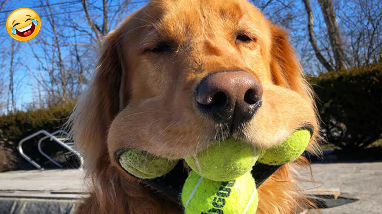 Dogs with unexplained behavior 😂 Best Funny Dogs Videos Compilation 😹🐶 ...