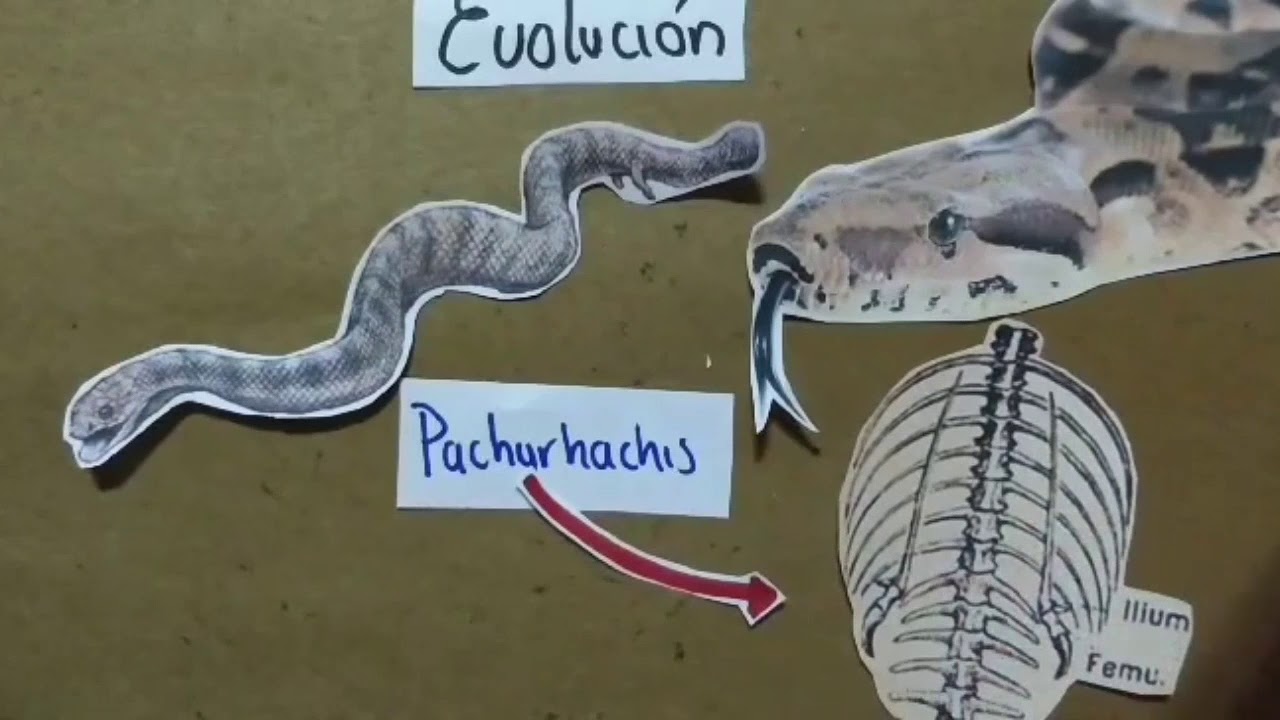 EVOLUCIÓN DE LA BOA REAL/CONSTRICTORA - YouTube