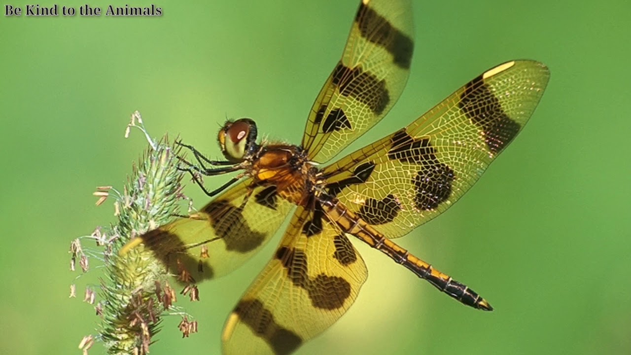 Iba't-ibang uri ng mga tutubi (dragonfly). - YouTube